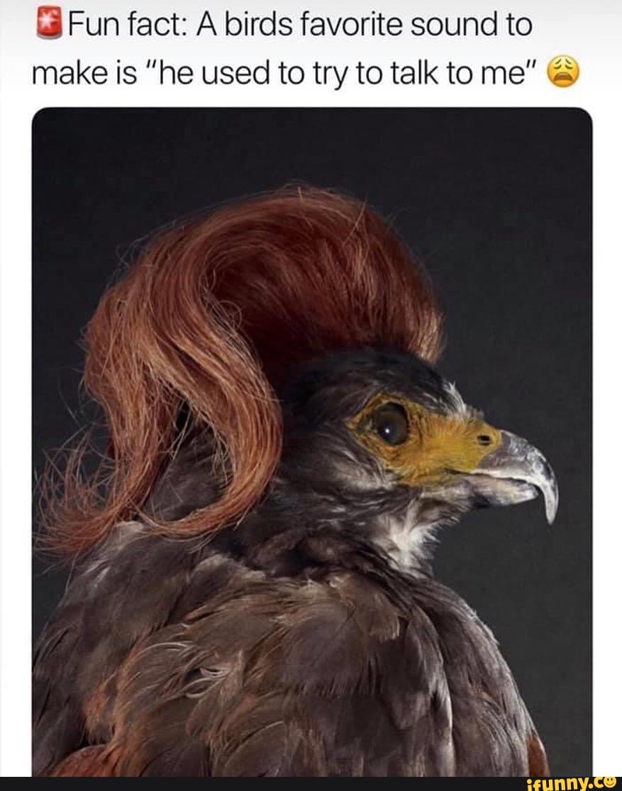 Fun fact: A birds favorite sound to make is "he used to try to talk to ...