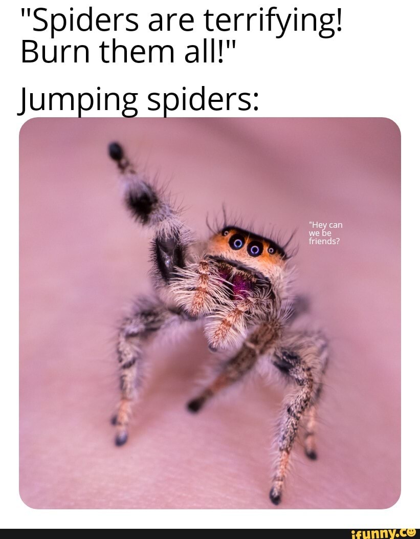 "Spiders are terrifying! Burn them all!" Jumping spiders: - iFunny