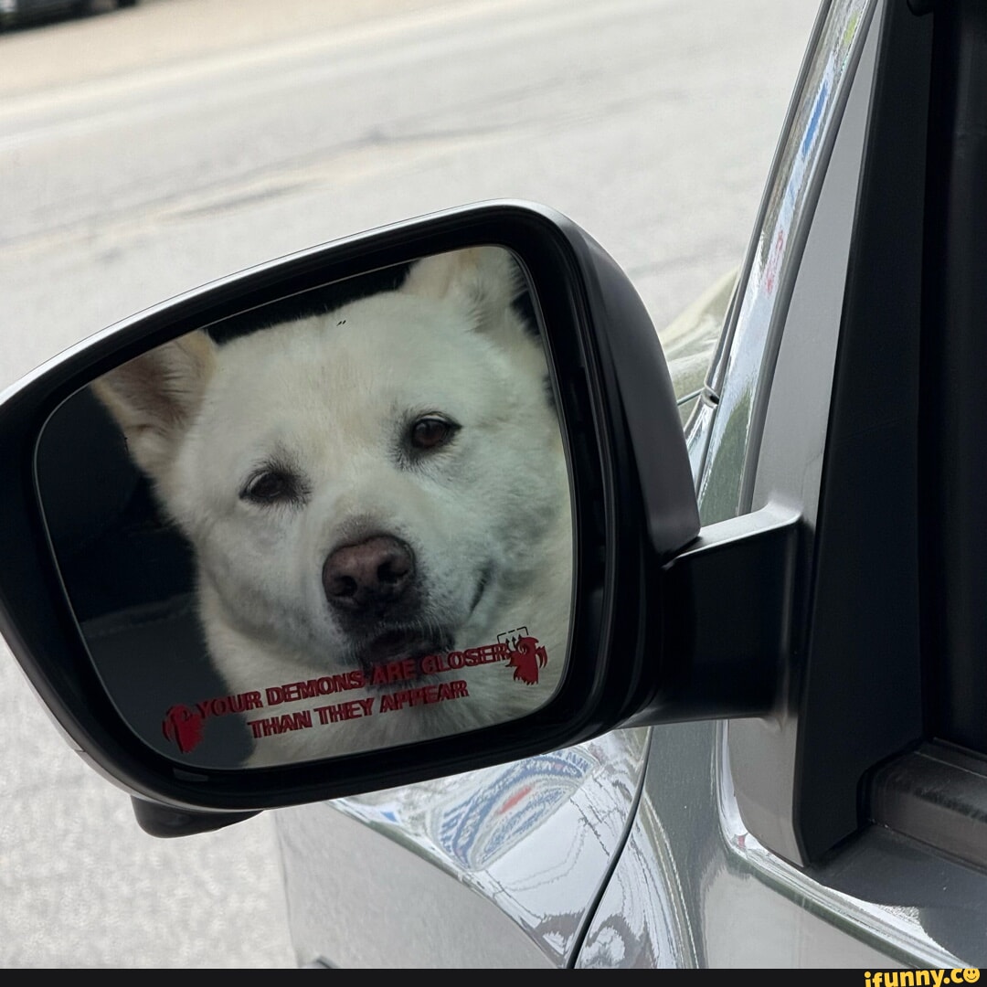 Jindo memes. Best Collection of funny Jindo pictures on iFunny