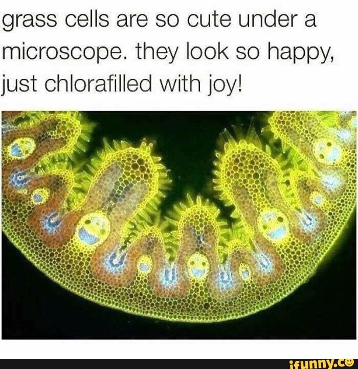 Grass cells are so cute under a microscope. they look so happy, just ...