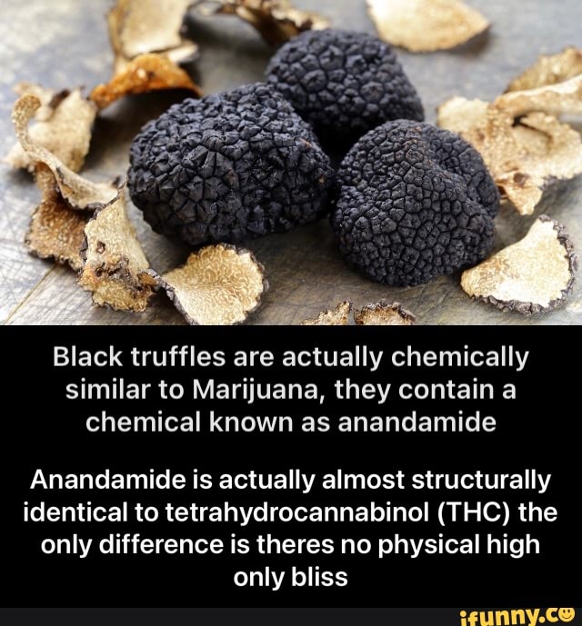 Truffles memes. Best Collection of funny Truffles pictures on iFunny