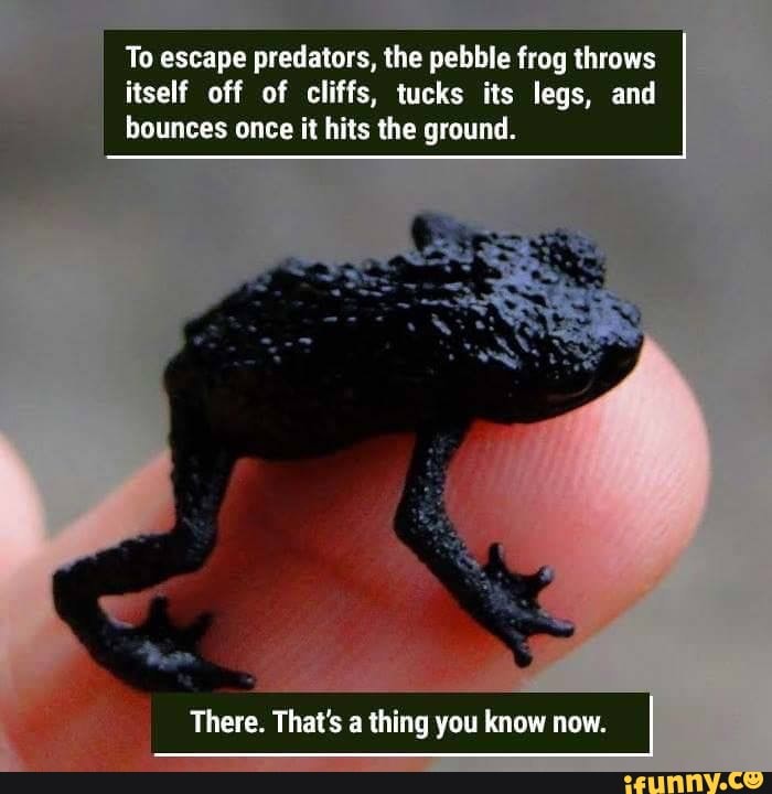 To escape predators, the pebble frog throws itself off of cliffs, tucks ...