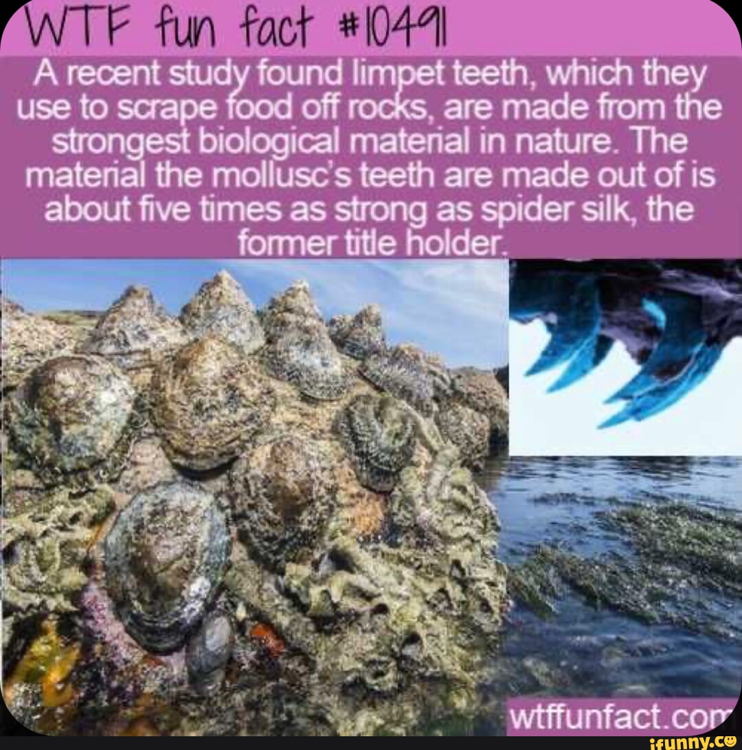 Molluscs memes. Best Collection of funny Molluscs pictures on iFunny