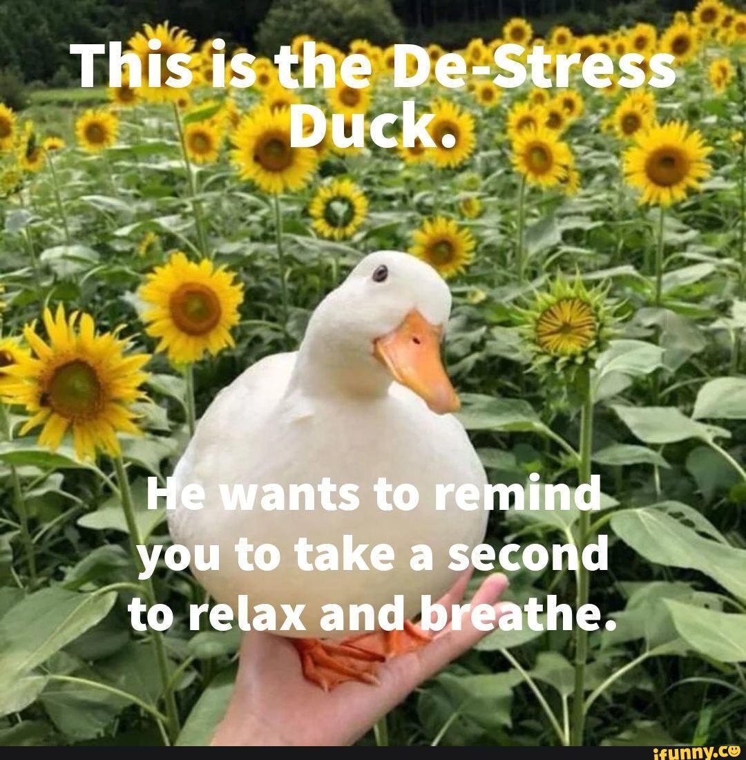 De Stress Duck - This is the "Stress. Duck. He wants to remind you to ...