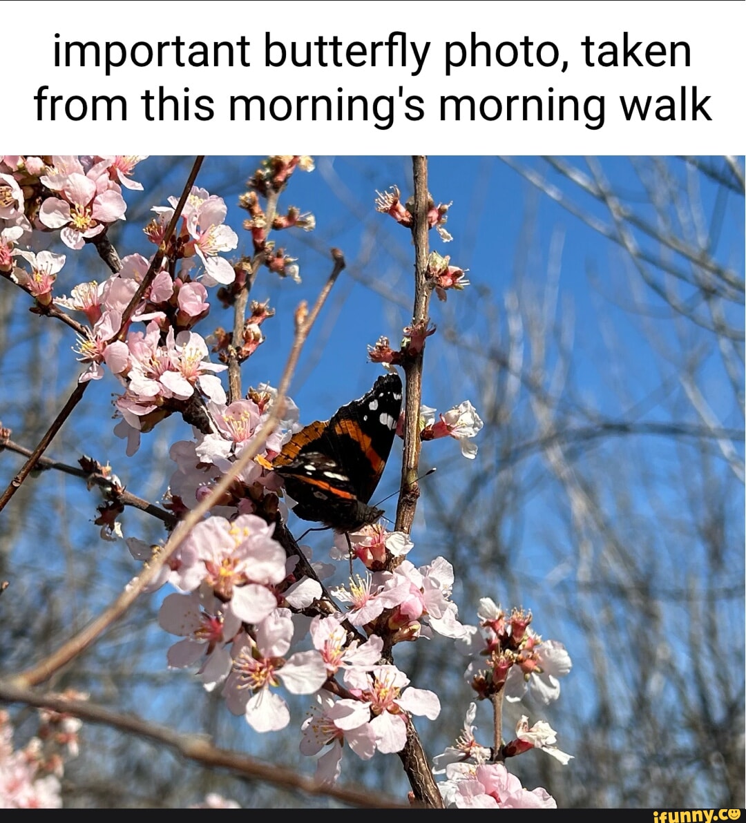 Butterfly memes. Best Collection of funny Butterfly pictures on iFunny