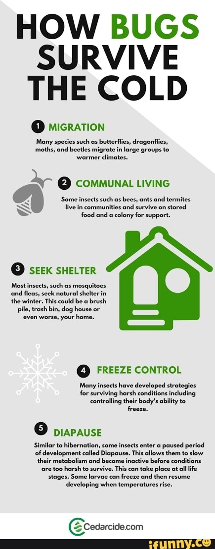 HOW BUGS SURVIVE THE COLD @ Micration Many species such as butterflies ...