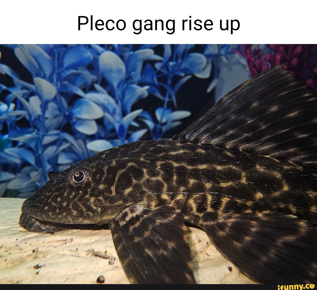 Pleco memes. Best Collection of funny Pleco pictures on iFunny