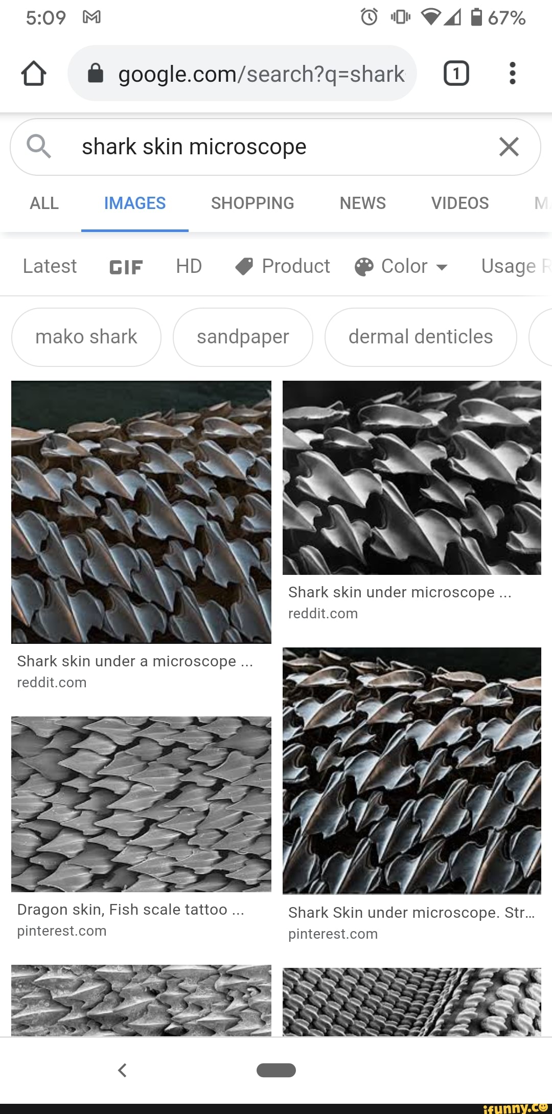 CA 67% Q shark skin microscope ALL IMAGES SHOPPING NEWS VIDEOS Latest ...