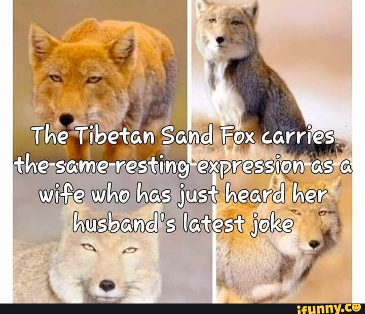 Tibetan memes. Best Collection of funny Tibetan pictures on iFunny