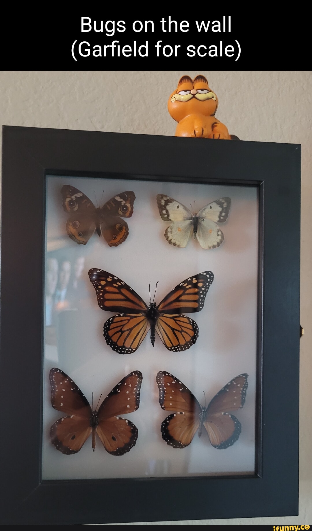 Bugs on the wall (Garfield for scale) - iFunny