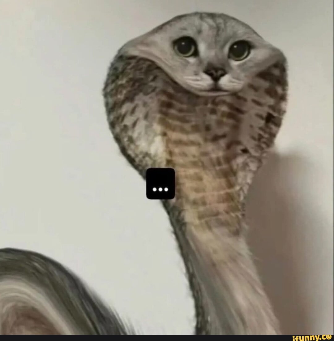 Gyat memes. Best Collection of funny Gyat pictures on iFunny