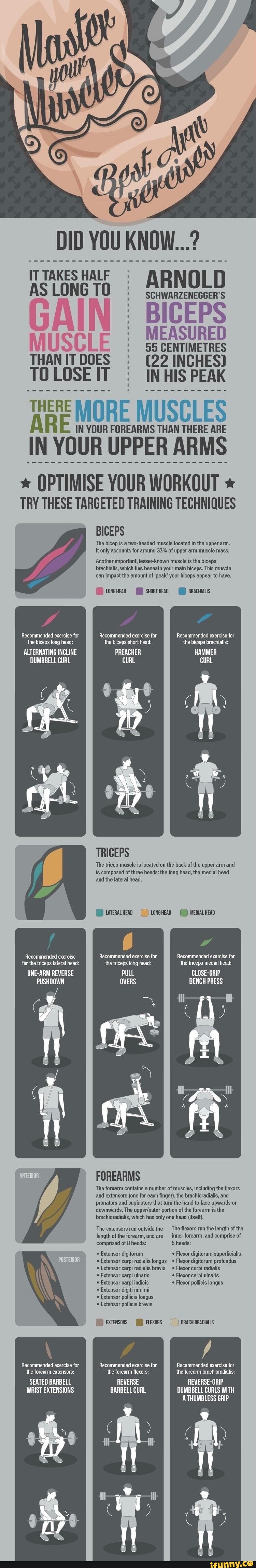 DID YOU KNOW...? IT TAKES HALF AS LONG TO GAIN MUSCLE THAN IT DOES TO ...