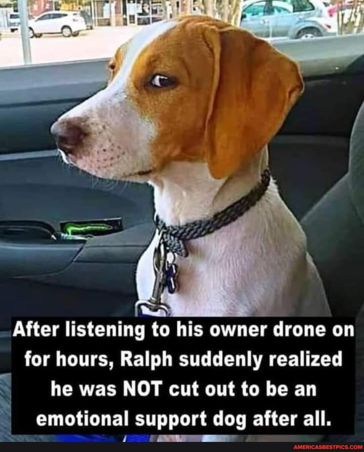 Dogs memes memes. The best memes on America’s best pics and videos