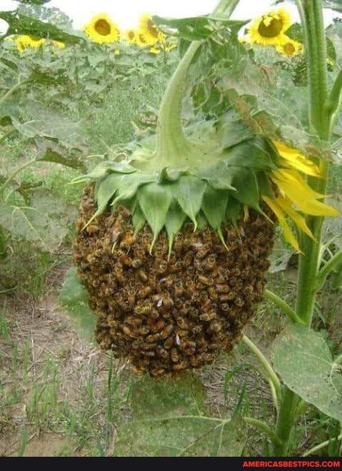 Bee colony dripping on the head of a sunflower . 🐝🐝🐝 🌻🌻🌻🐝🐝🐝 - America’s best pics and videos