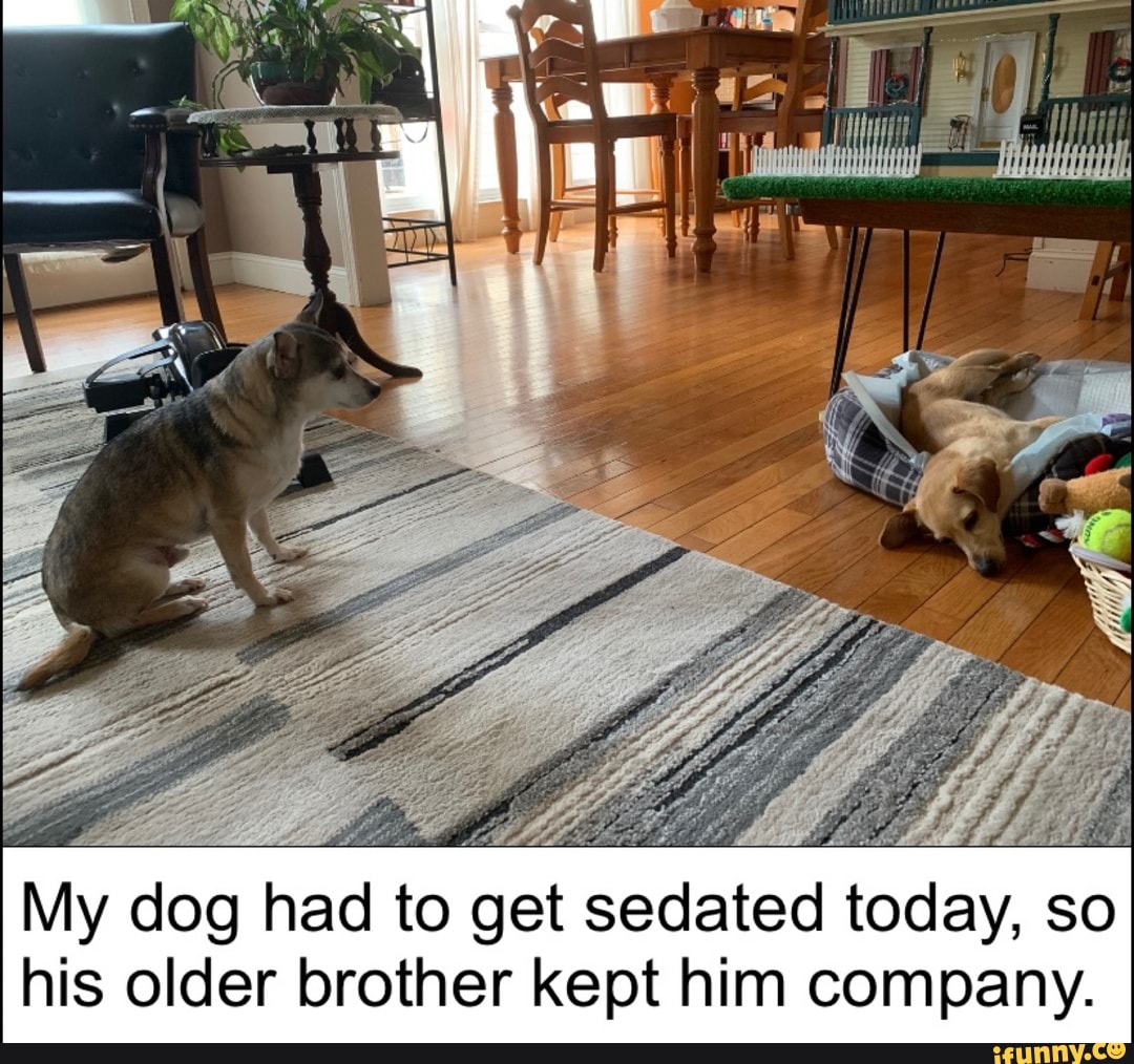 My dog had to get sedated today, so his older brother kept him company ...