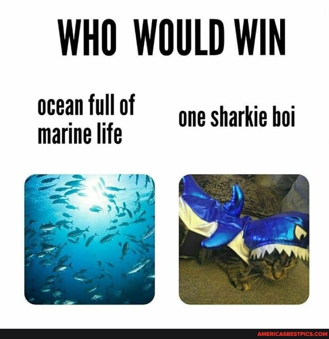 WHO WOULD WIN ocean full of one sharkie boi marine life - America’s ...