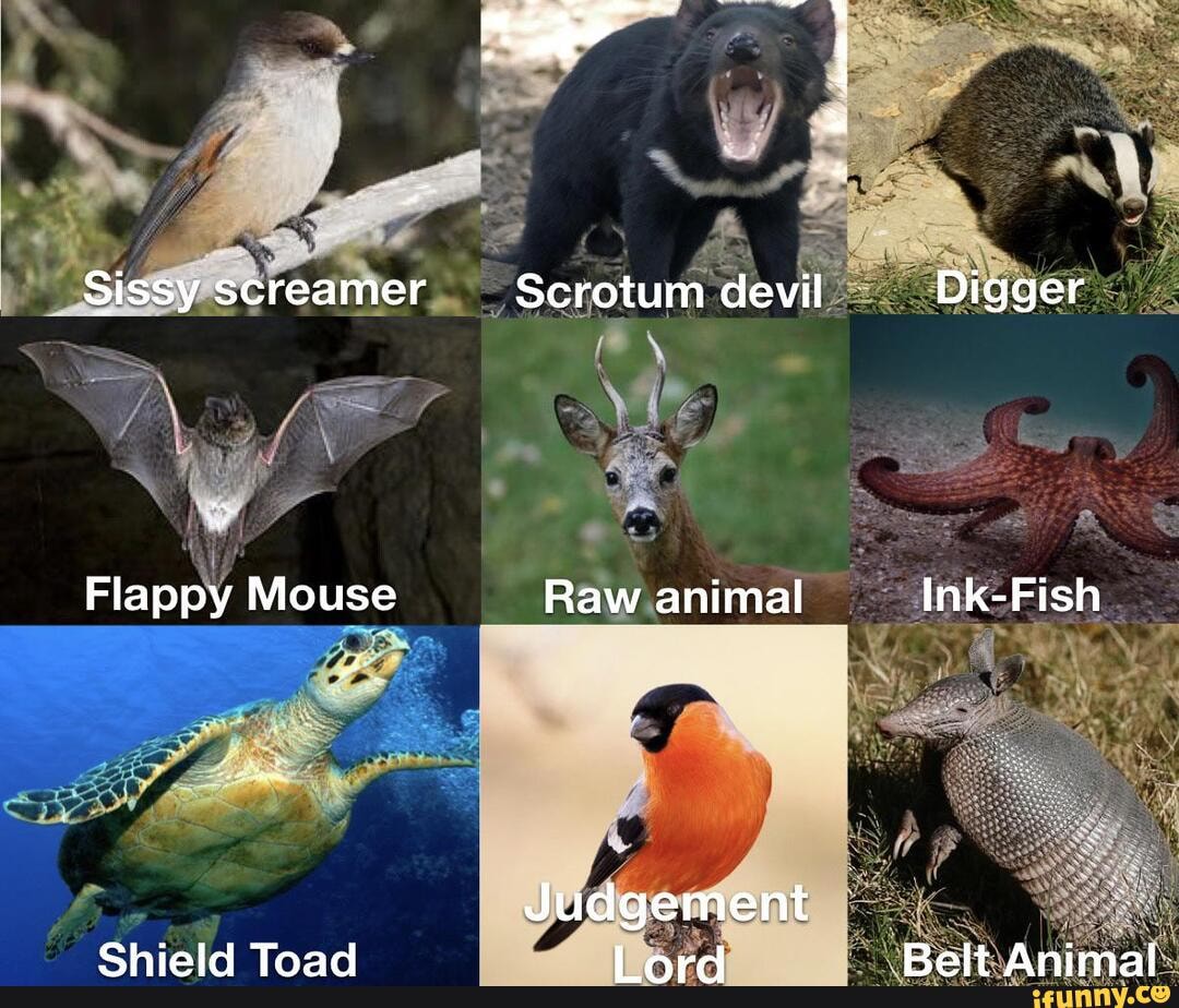 Sissy screamer Flappy Mouse ehiald Taadd Scrotum devil Raw animal ...