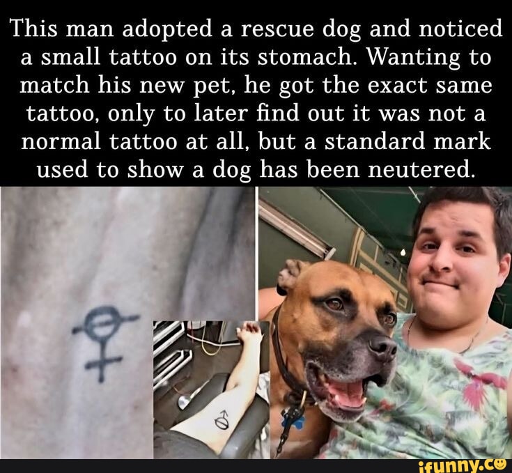 This man adopted a rescue dog and noticed a small tattoo on its stomach ...