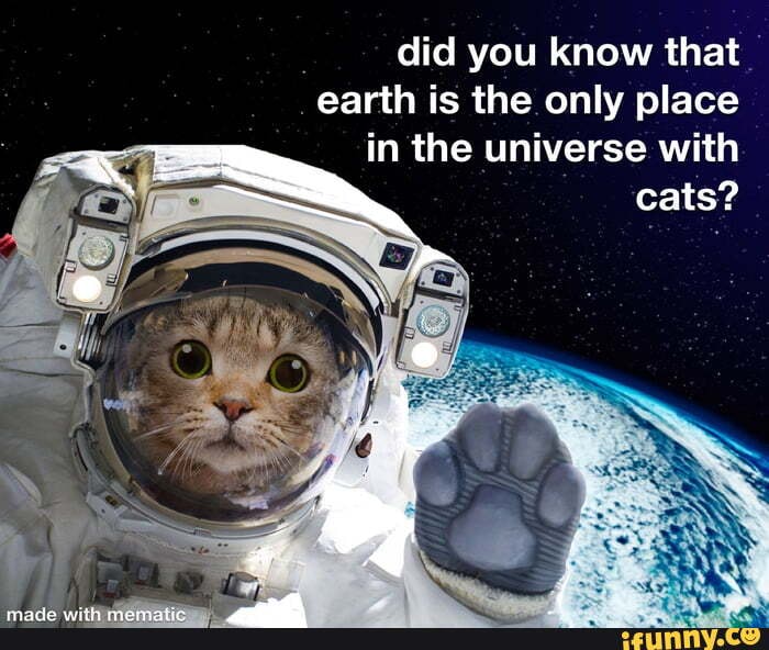 Snowshoe_cat memes. Best Collection of funny Snowshoe_cat pictures on ...