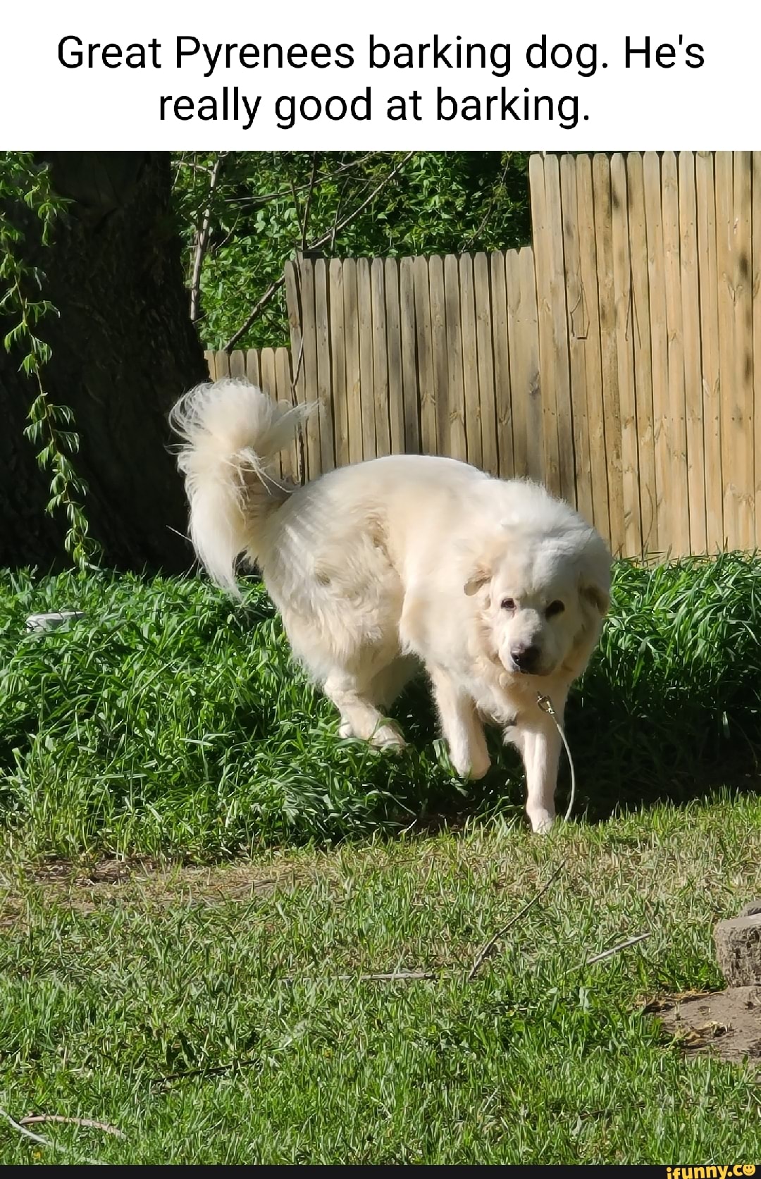 Pyrenees memes. Best Collection of funny Pyrenees pictures on iFunny