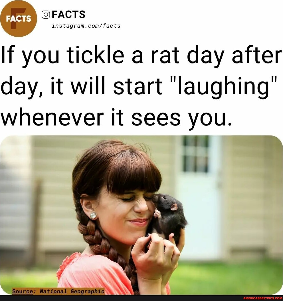 FACTS facts If you tickle a rat day after day, it will start "laughing ...
