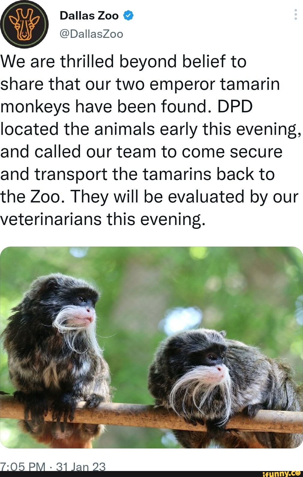 Tamarin memes. Best Collection of funny Tamarin pictures on iFunny