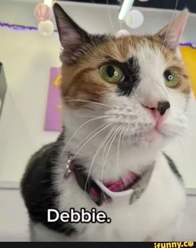 Debbie memes. Best Collection of funny Debbie pictures on iFunny
