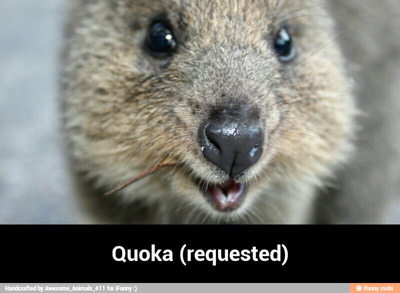 Quoka memes. Best Collection of funny Quoka pictures on iFunny