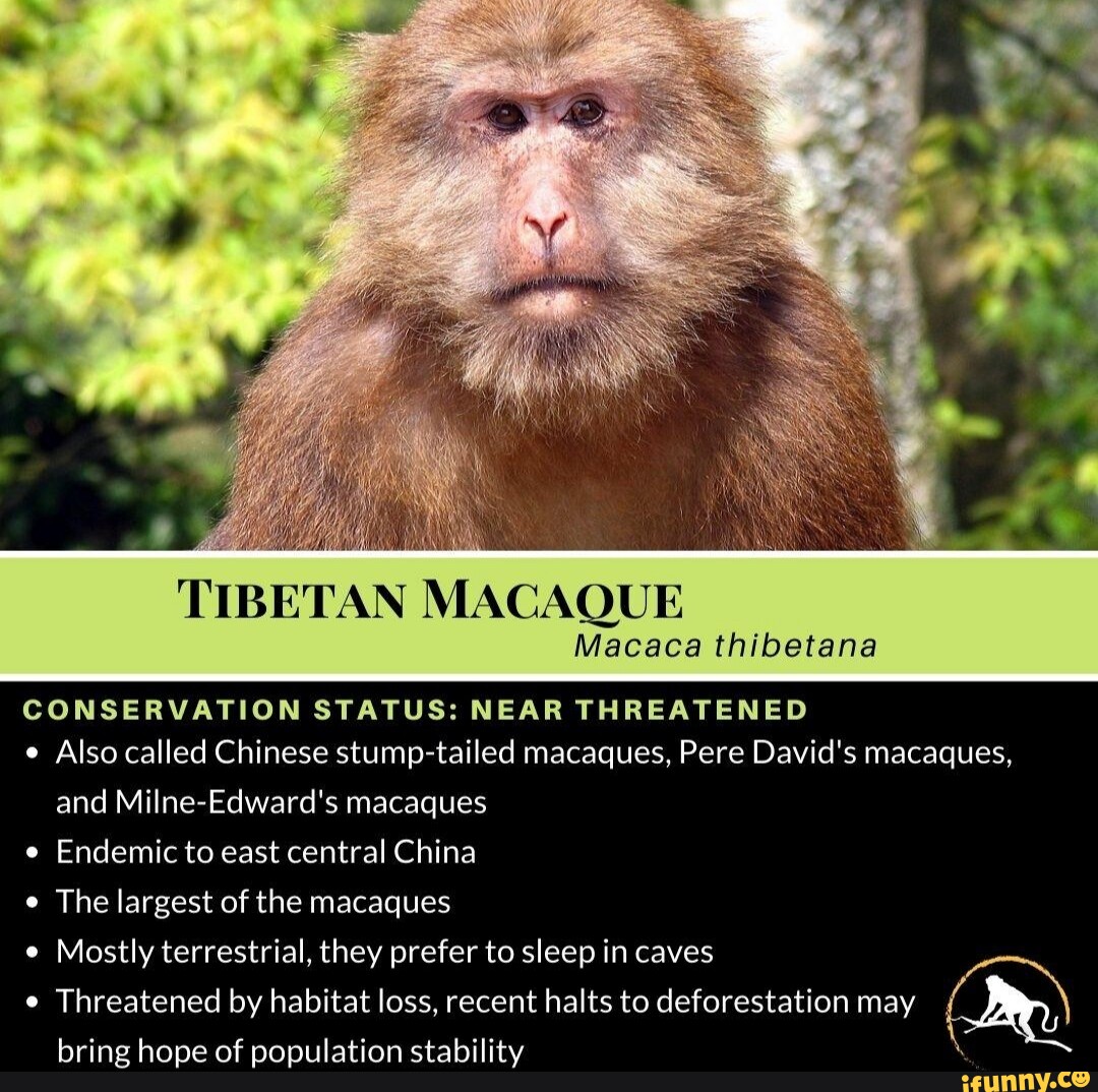 TIBETAN MACAQUE Macaca thibetana CONSERVATION STATUS: NEAR THREATENED ...