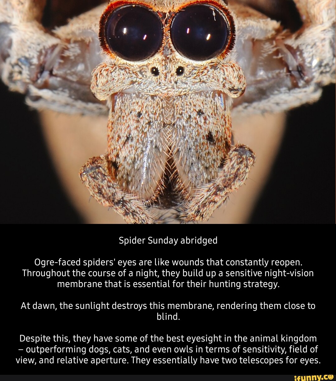 Spider Sunday abridged Ogre-faced spiders' eyes are like wounds that ...