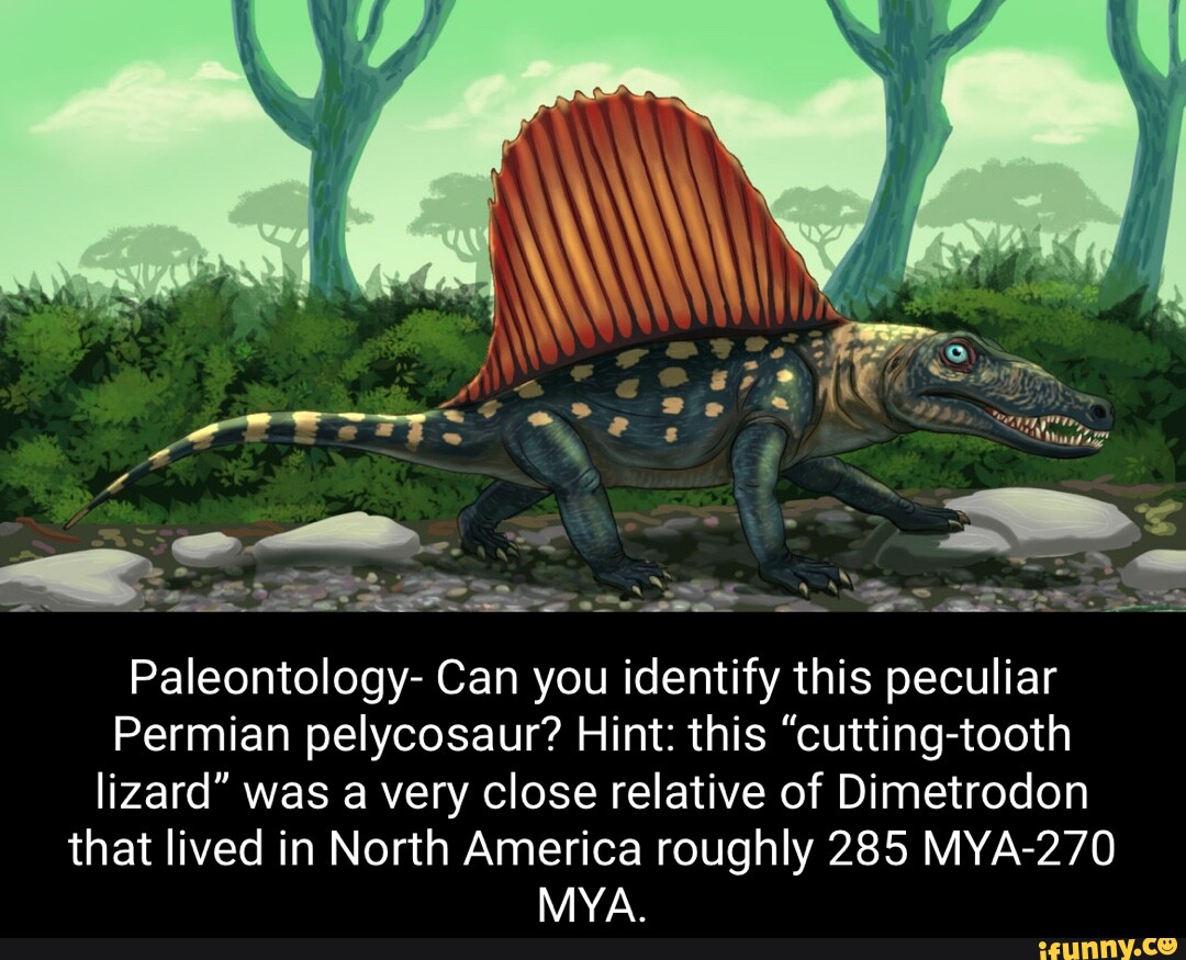 Dimetrodon memes. Best Collection of funny Dimetrodon pictures on iFunny