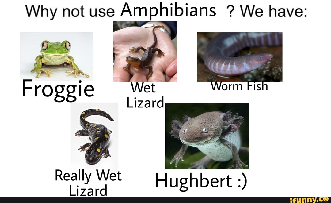 Lizard Frog Memes