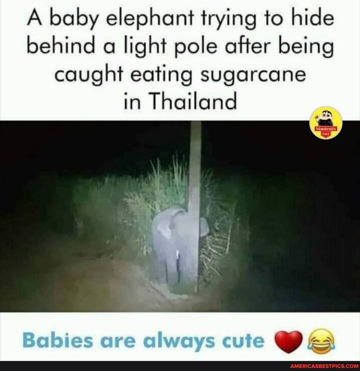 A baby elephant trying to hide behind a light pole after being caught ...