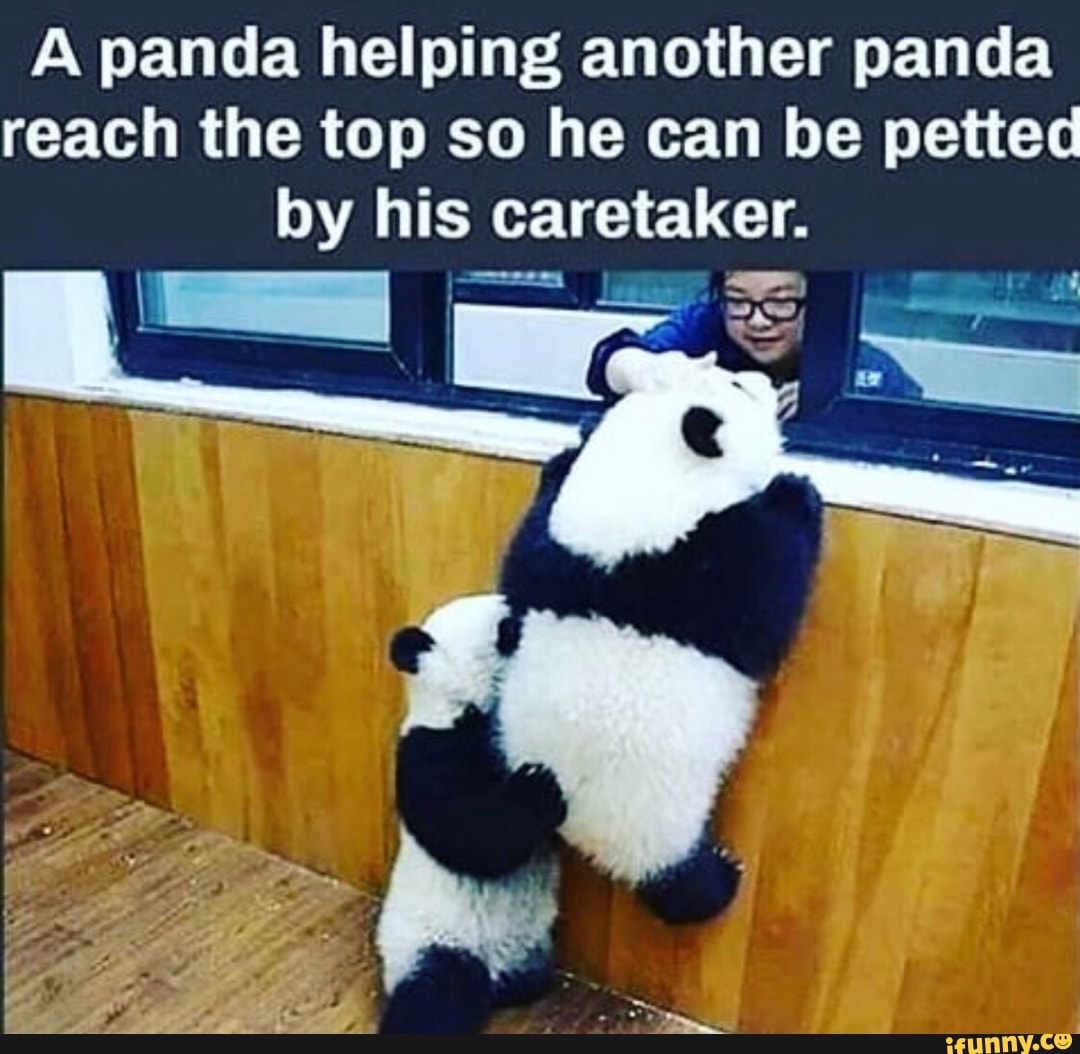 A Panda Helping Another Panda Reach The Top So He Can Be Petted By His 
