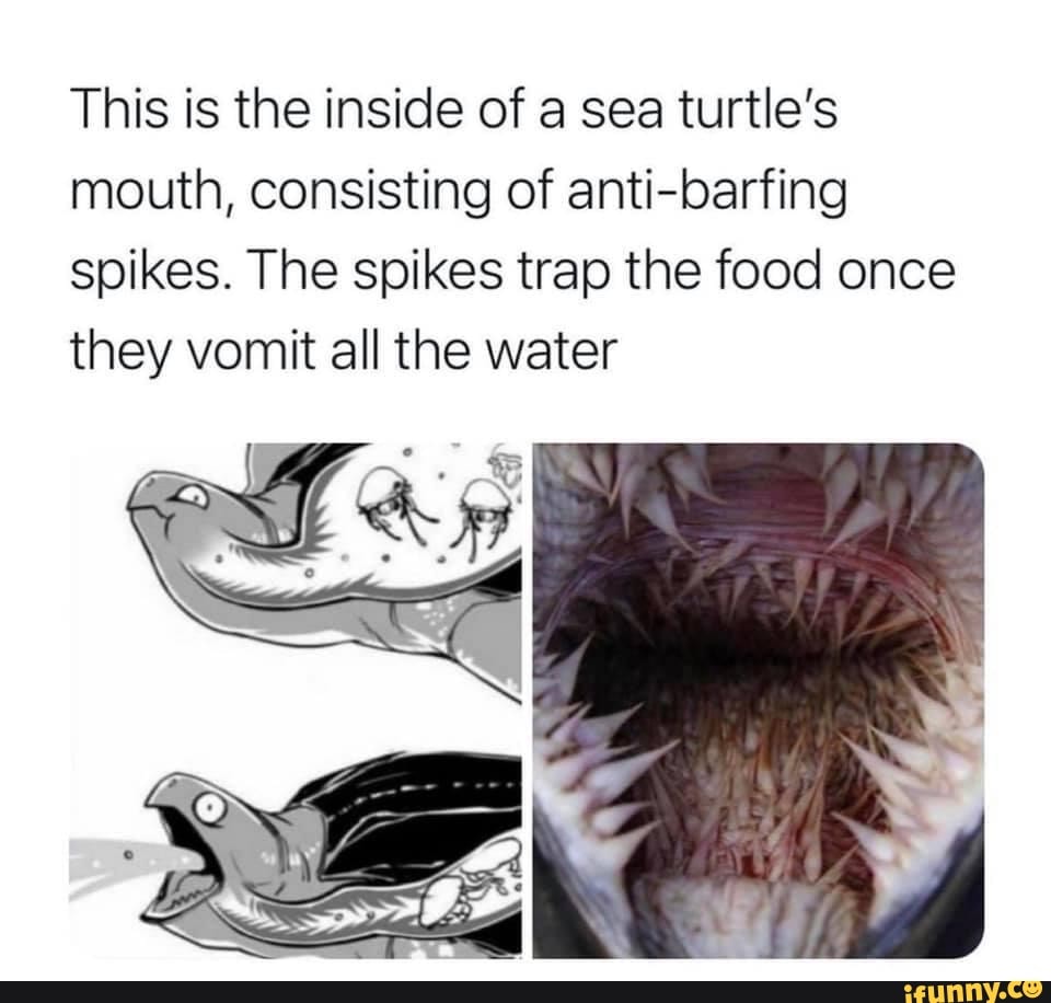 This is the inside of a sea turtle's mouth, consisting of anti-barfing ...