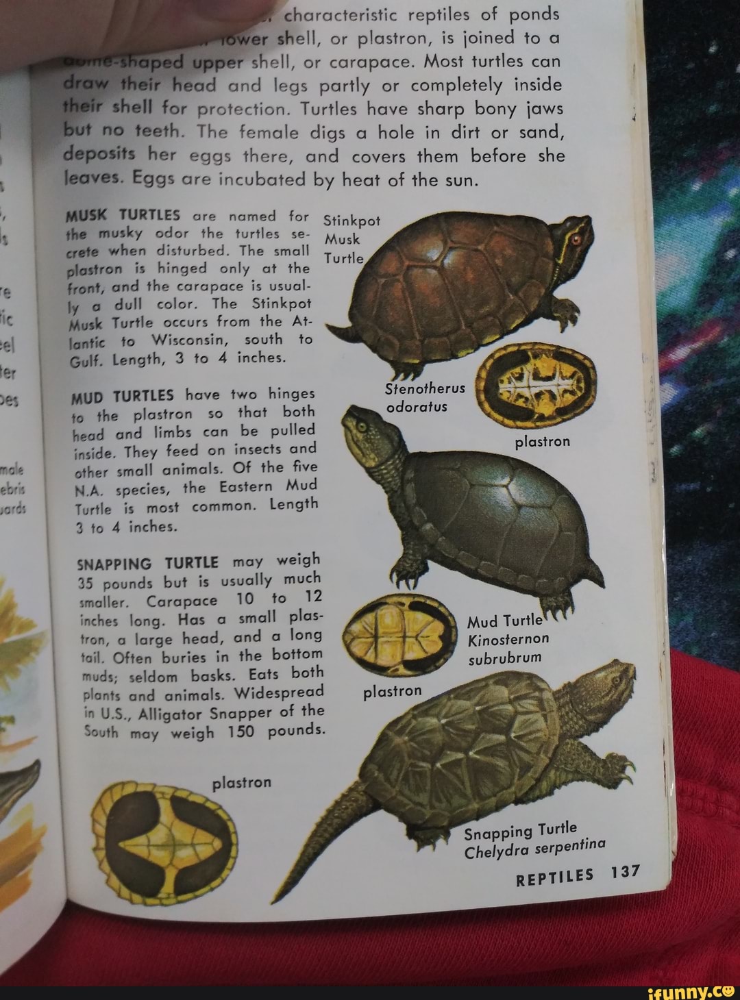 Stinkpot Turtle Plastron