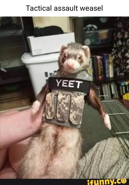Weasel memes. Best Collection of funny Weasel pictures on iFunny