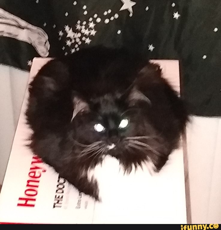 Catloaf memes. Best Collection of funny Catloaf pictures on iFunny