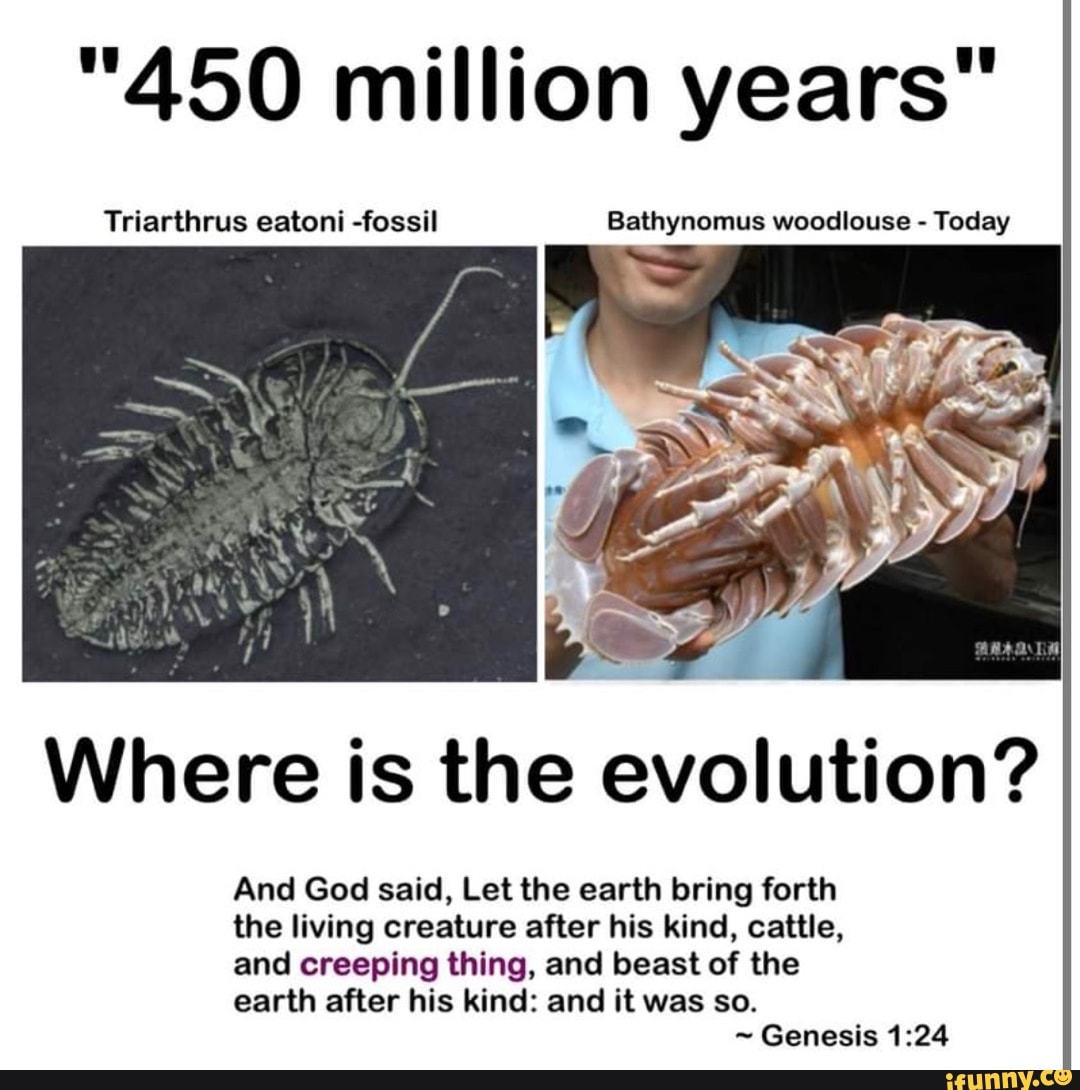 "450 million years" Triarthrus eatoni -fossil Bathynomus woodlouse ...