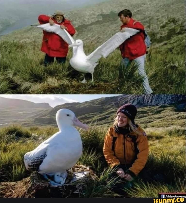 Albatros memes. Best Collection of funny Albatros pictures on iFunny
