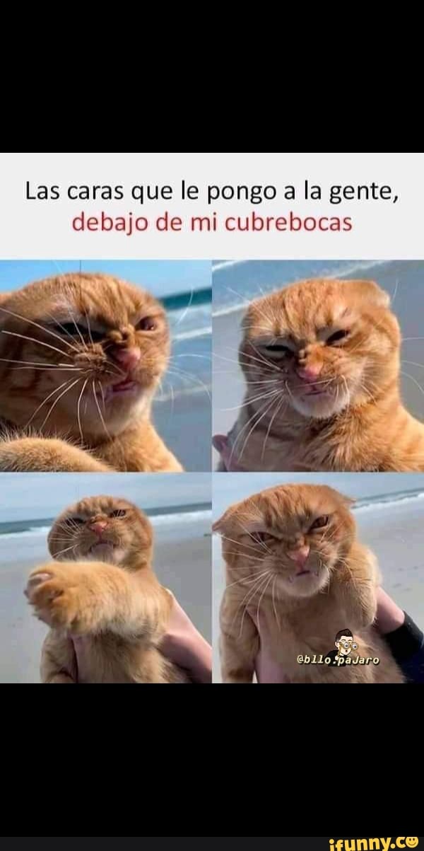 Cubrebocas memes. Best Collection of funny Cubrebocas pictures on iFunny