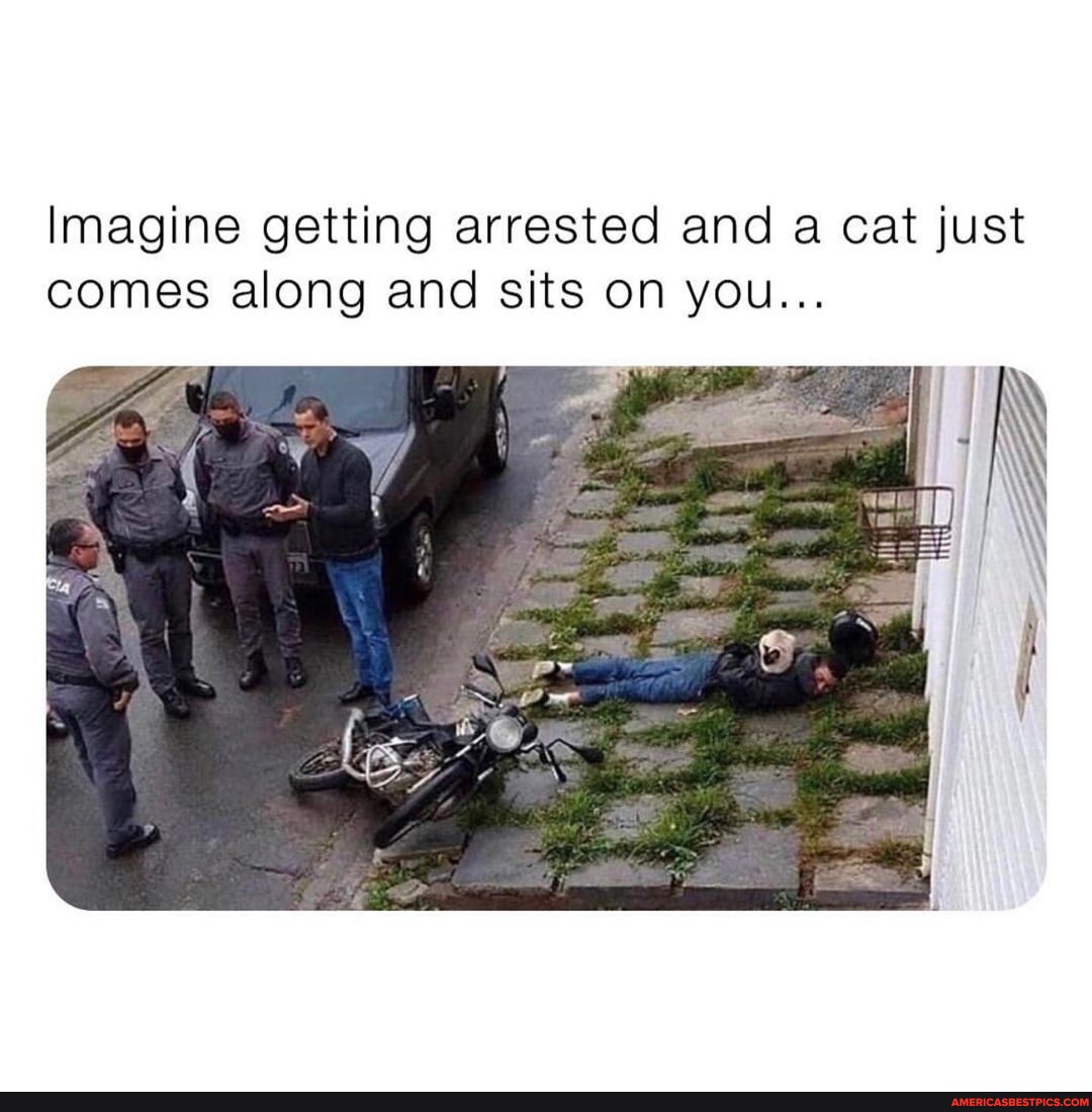 N/A - Imagine getting arrested and a cat just comes along and sits on ...
