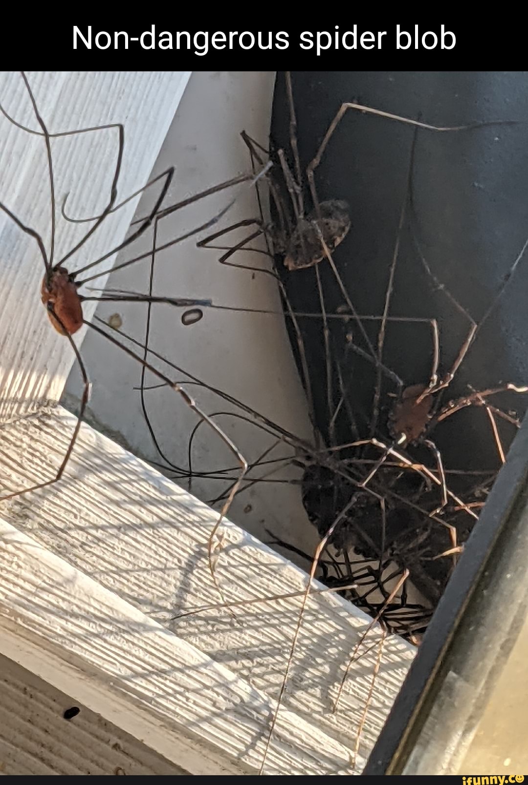 Non-dangerous spider blob OS - iFunny