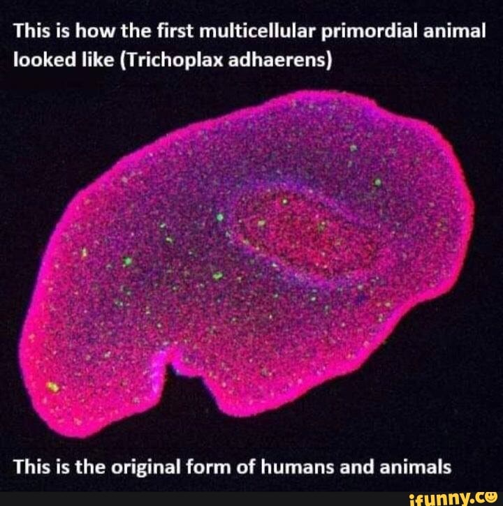 This is how the first multicellular primordial animal looked like ...
