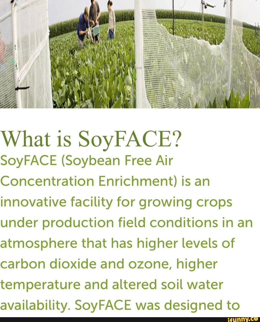 Soyface memes. Best Collection of funny Soyface pictures on iFunny