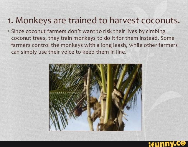 1. Monkeys are trained to harvest coconuts. Since coconut farmers don't ...
