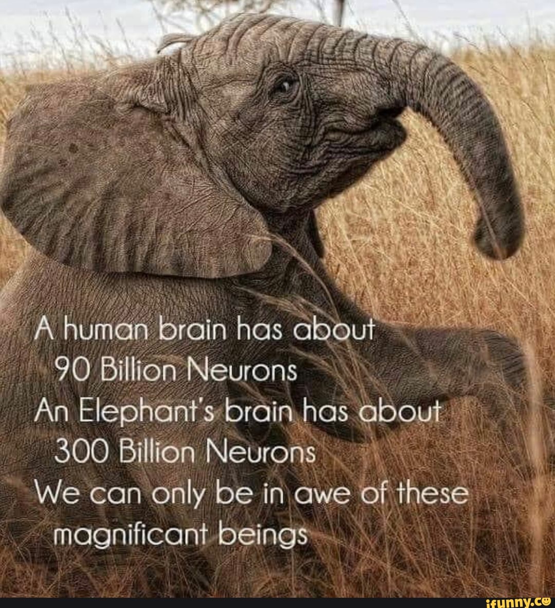 A human brain has about 90 Billion Neurons An Elephant's brain has ...