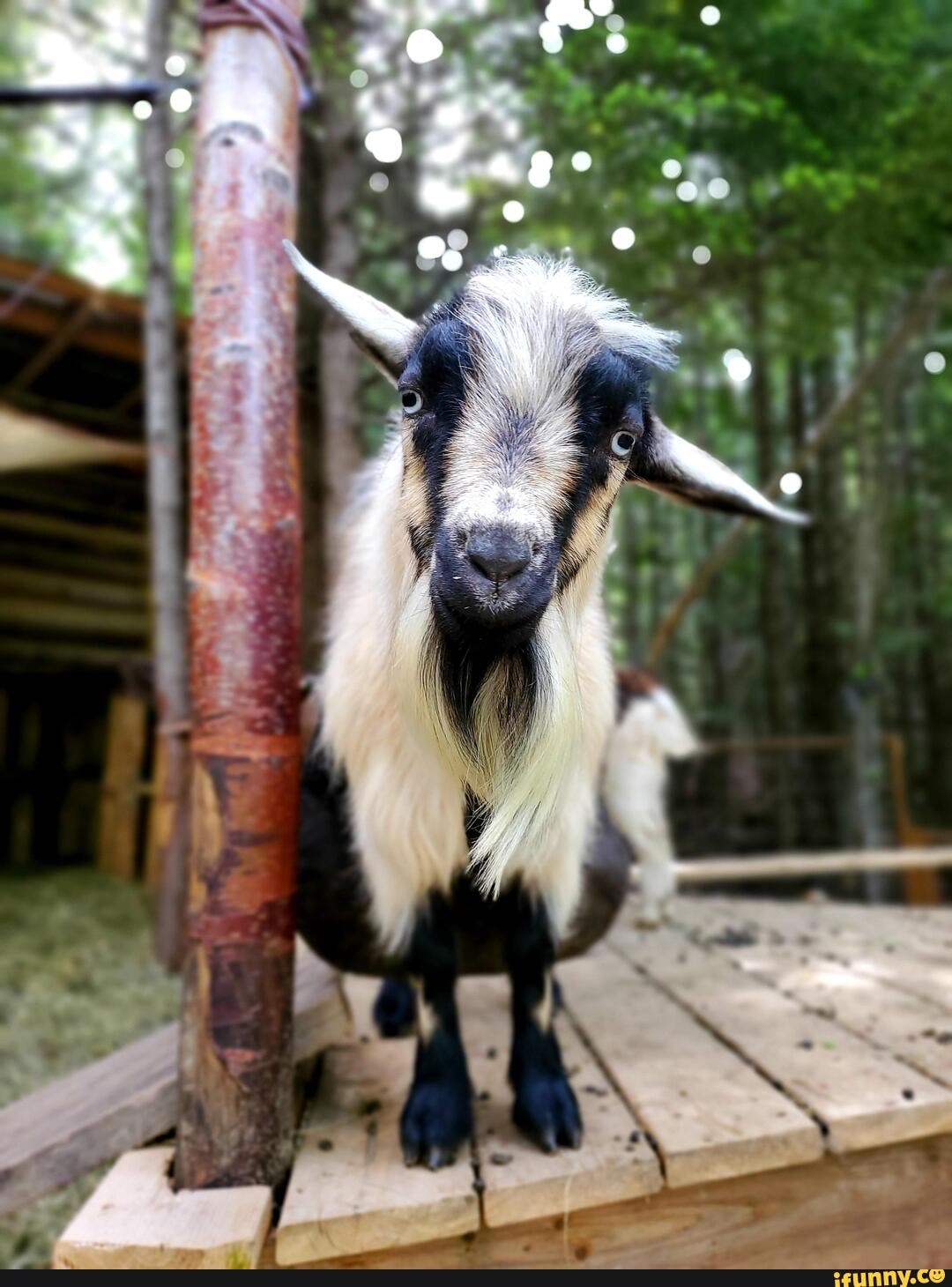 Azriel memes. Best Collection of funny Azriel pictures on iFunny