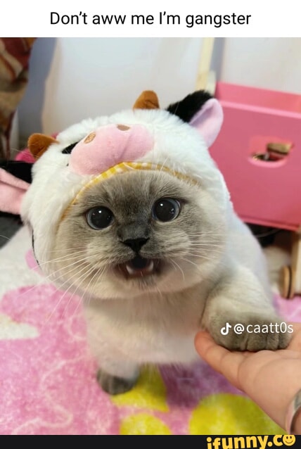 Don't aww me I'm gangster - iFunny