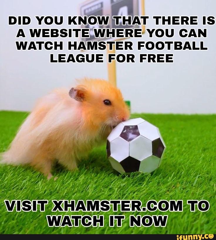 DID YOU KNOW THAT THERE IS A WEBSITE, WHERE' YOU CAN WATCH HAMSTER ...